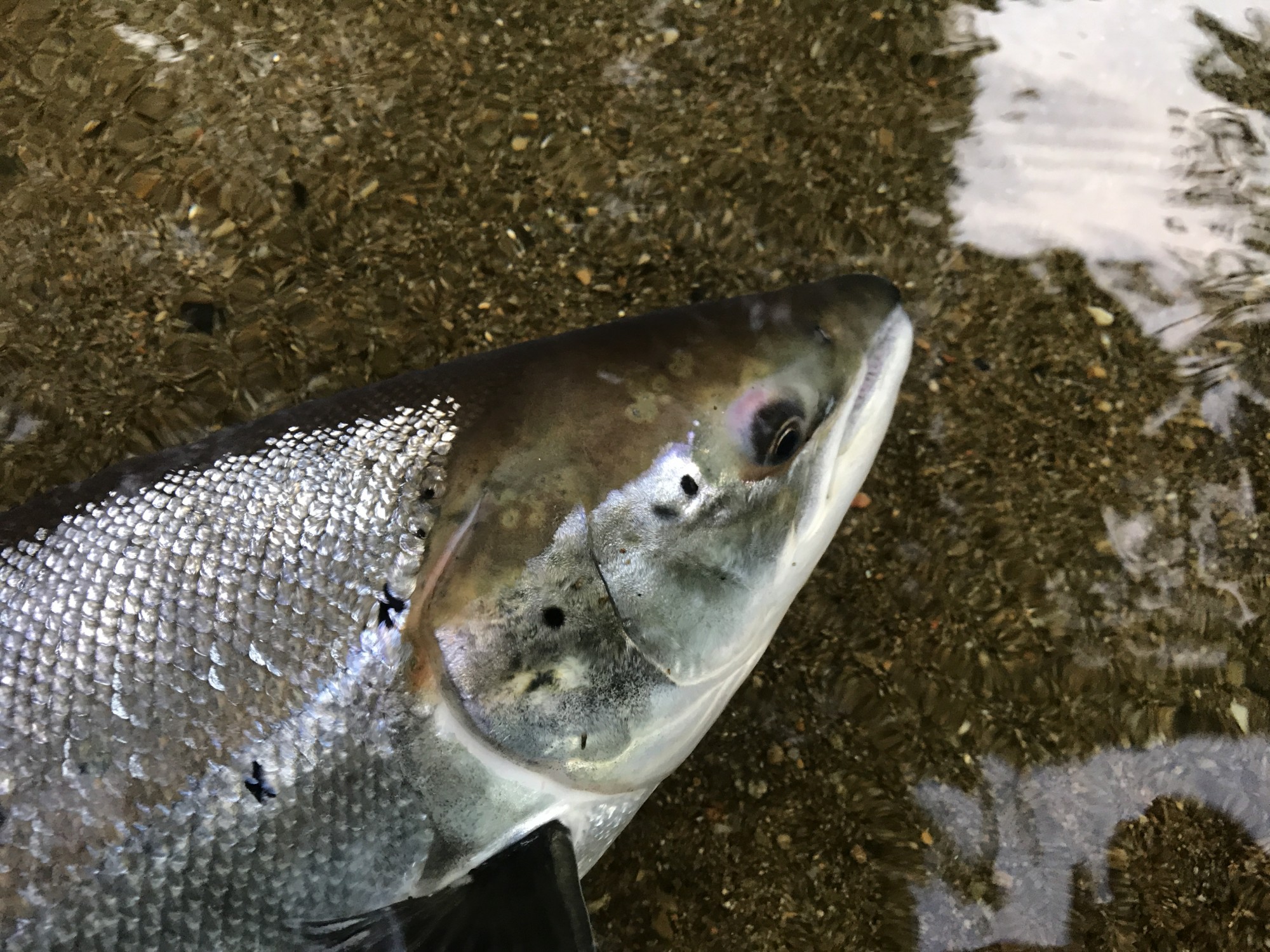 Why Do Salmon Jump