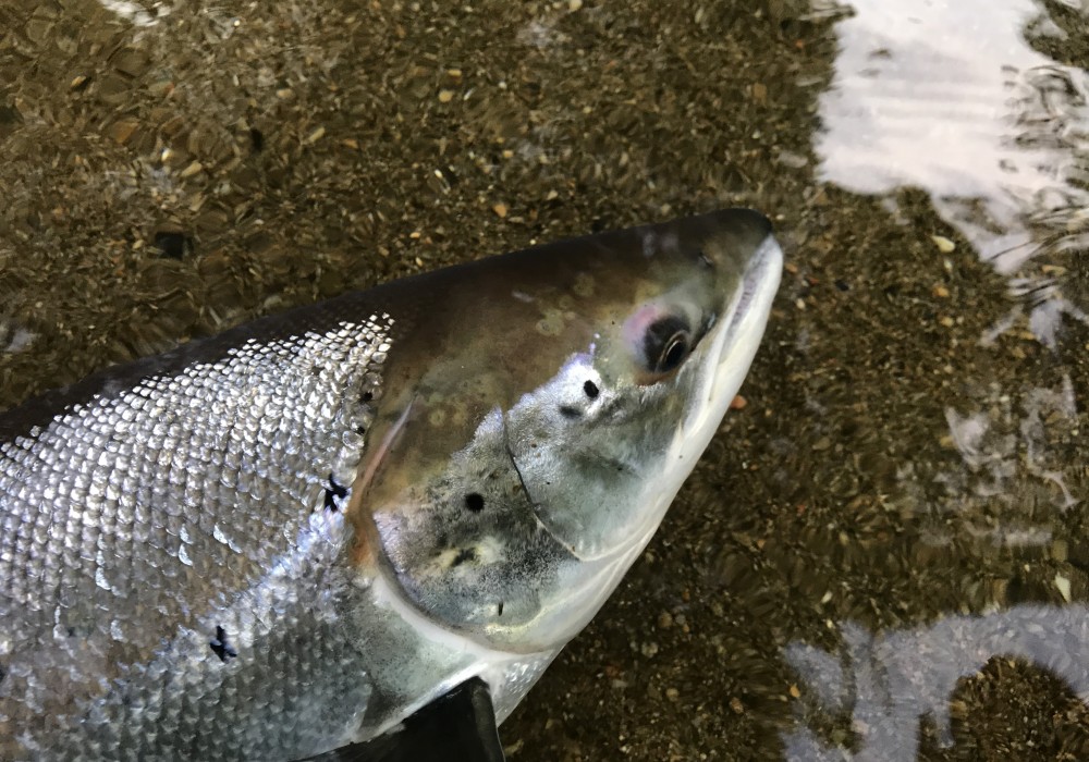 Where Can I Go Salmon Fishing In Scotland